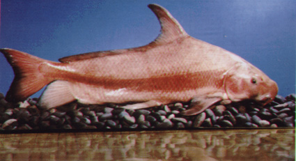 ZA FISH ACTION: Chinese High Fin Banded Shark (Myxocyprinus asiaticus ...