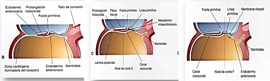 _: CLASE N 5 DE EMBRIOLOGIA Tercera semana embrionaria
