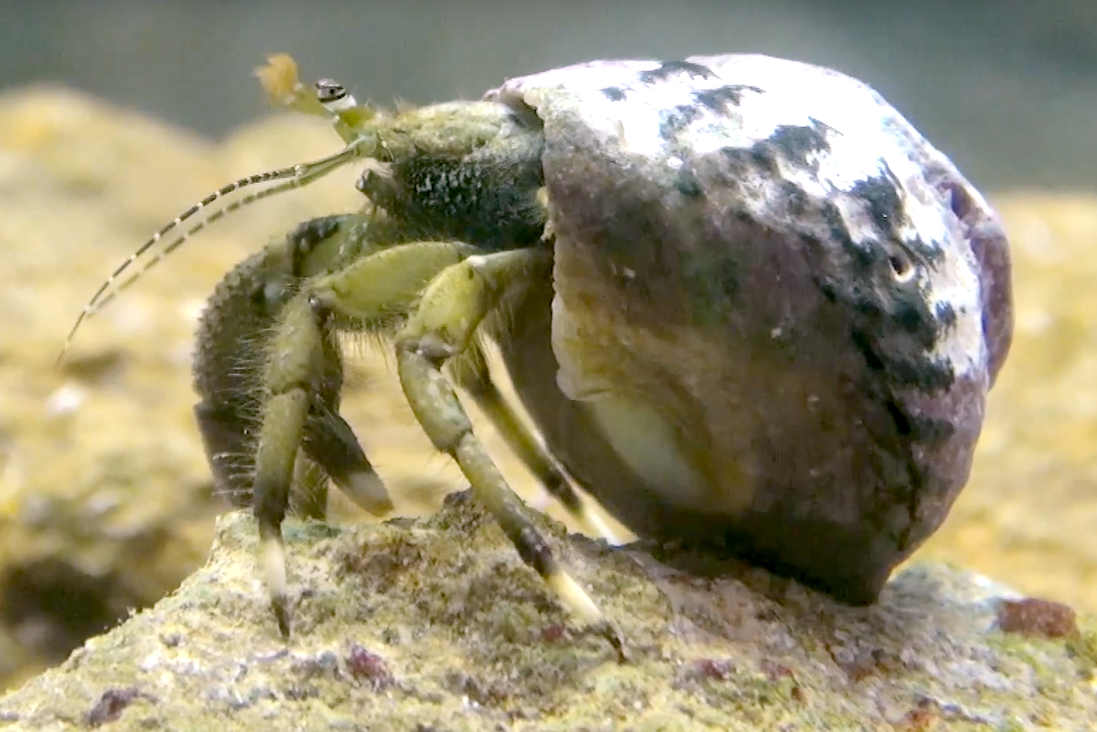 Aquarium Movies (Japan) archive 生きている魚図鑑: ホンヤドカリ honnyadokari Pagurus ...