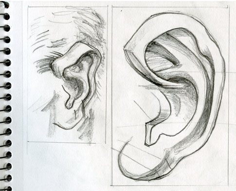 Dynamic Anatomy: Ears