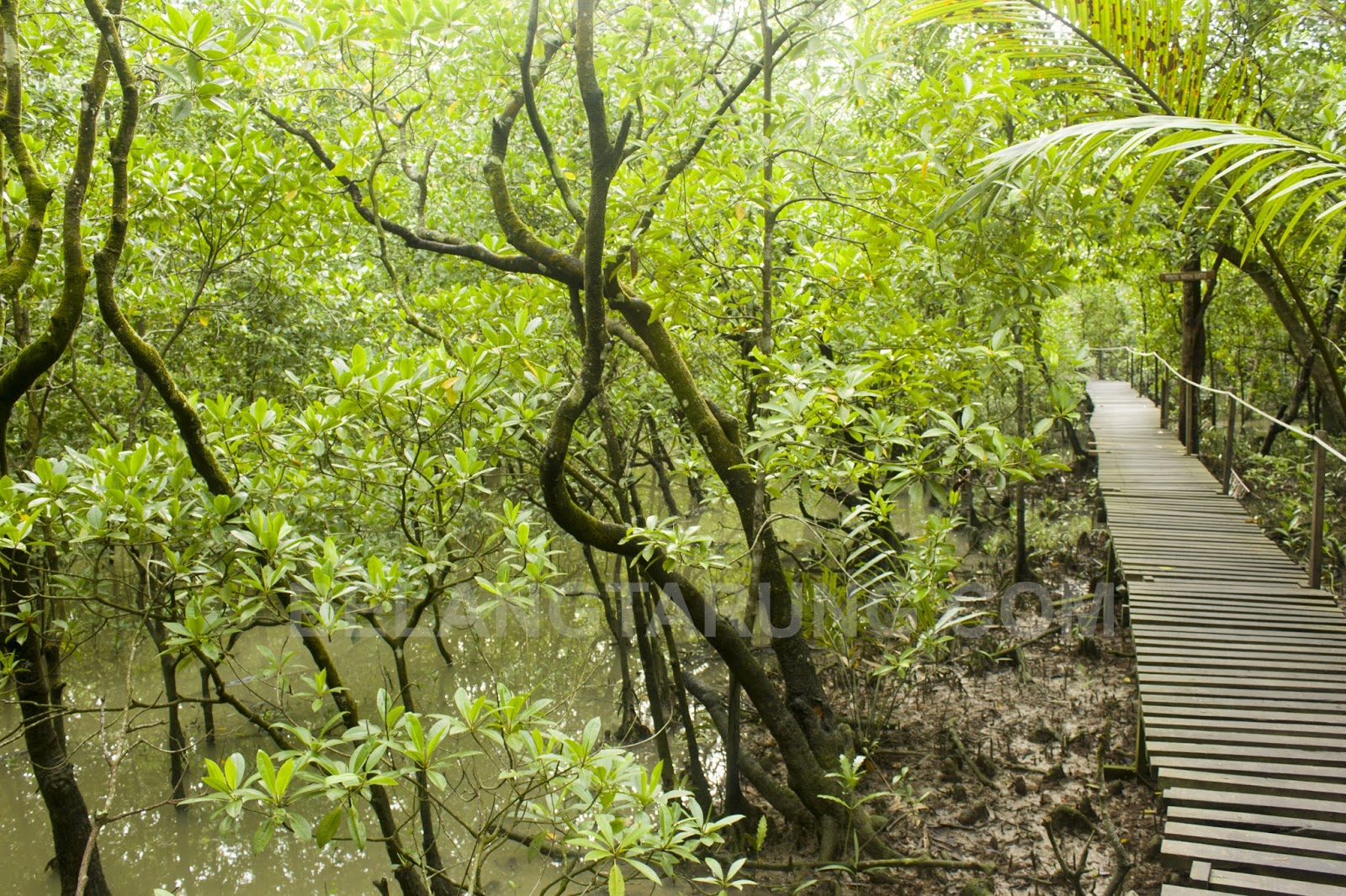 Pengalaman Aktiviti 'Trekking' di Taman Rekreasi Paya Bakau Sijangkang