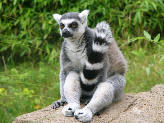 Funny Animals: Funny Lemur
