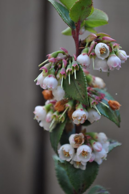 This one’s for you Daddy xo – Byddi Lee