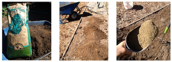 Renee's Garden Seeds: Renee's Blog: Growing Great Garlic #1: Planting