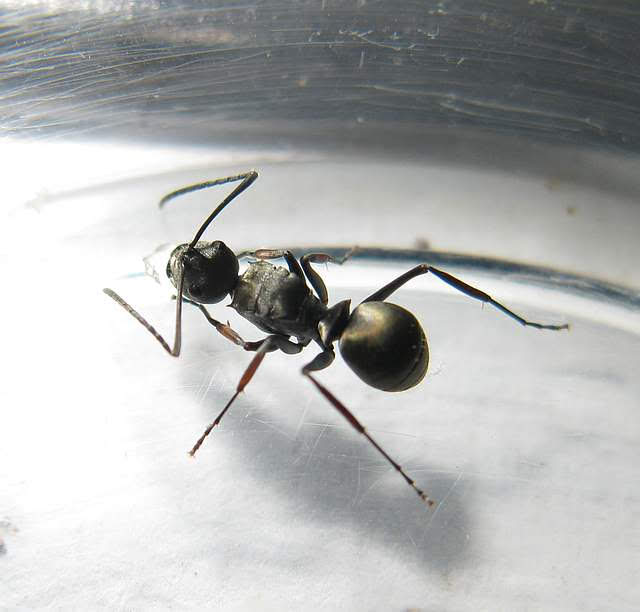 Photos and Info on Ants and Termites of Malaysia: Polyrhachis sp
