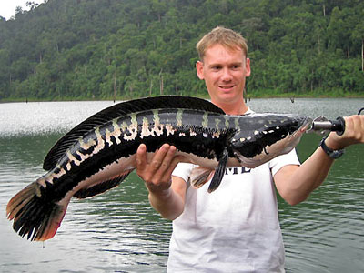 Falahiah: Ikan Keluarga Snakehead