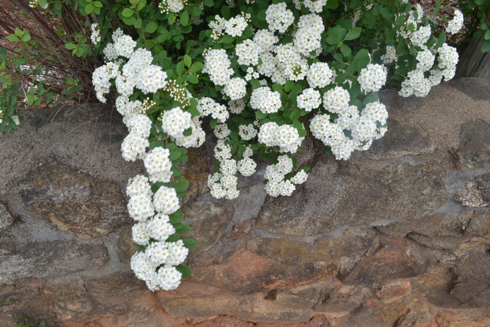 Flowers and Nature in my Garden