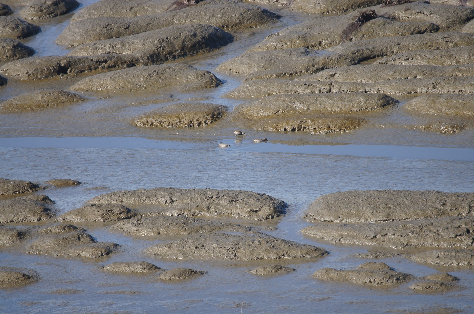 Mamma Quail Hiking California : Not Just for Elves: El Moro Elfin Forest