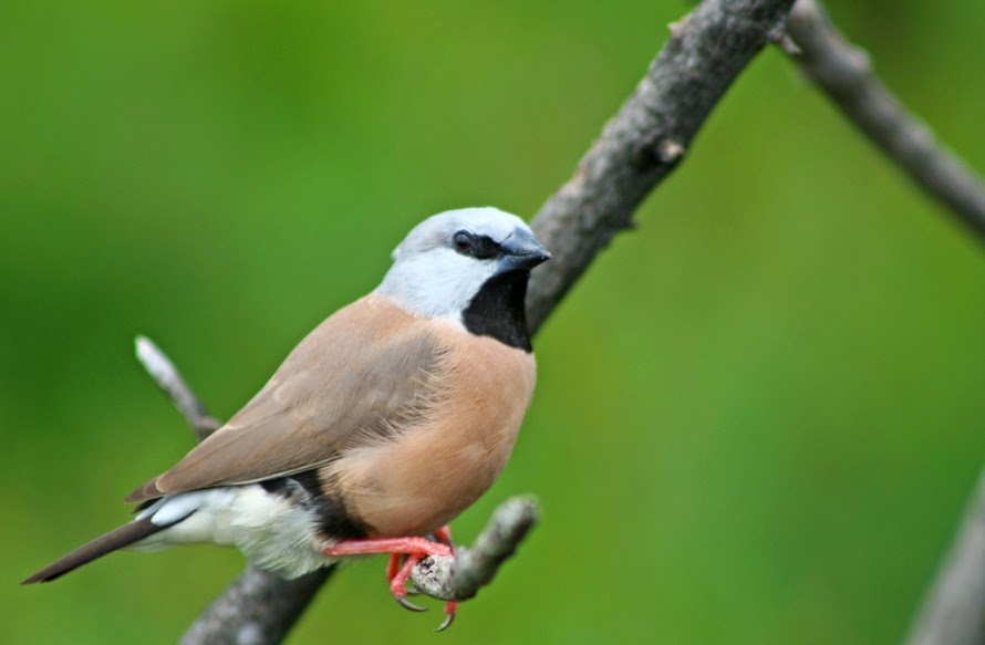 Exóticos e Silvestres: Bavete de Cauda Curta (Poephila cincta):