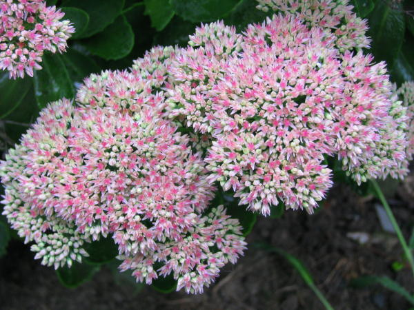 Angelgirlpj: Live Forever Plant or Sedum Purpureum