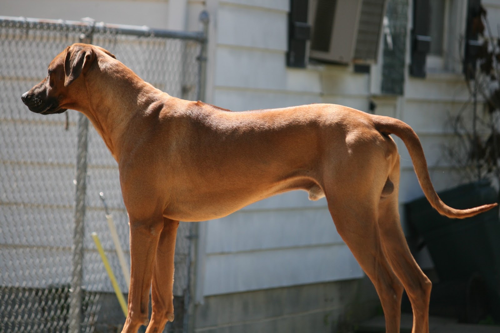 CHIC CHampion Rhodesian Ridgeback's - Dog Shows & Lure Coursing