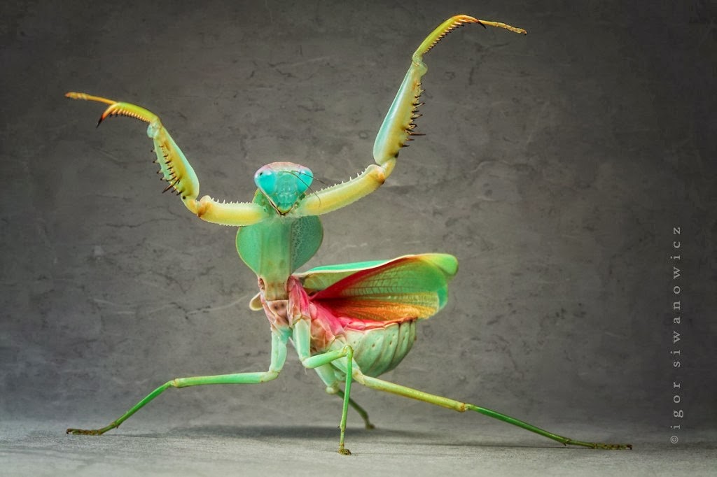 Praying Mantis