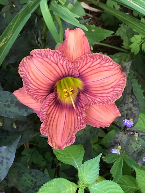 A not so simple garden: The Joys of June