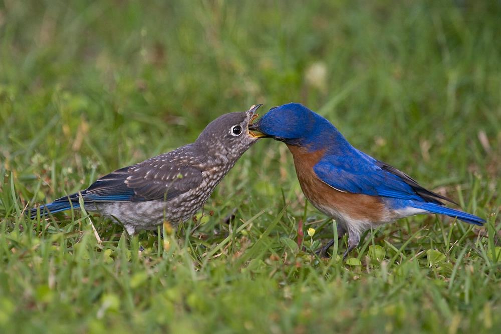 Green Meadows Preserve Blue Bird Trail: BLUEBIRD TRAIL WALK AND TALK ...