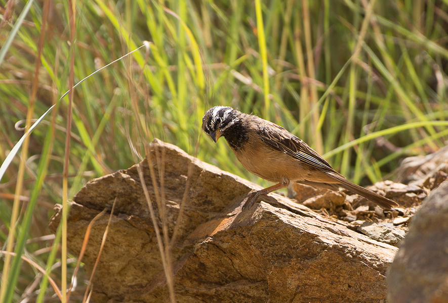 Birds of Saudi Arabia: Birding the Raydah Escarpment near Abha – Bird ...