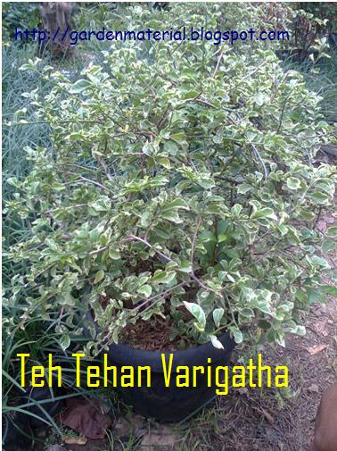 Konsep 39+ Ciri Ciri Tanaman Teh Tehan