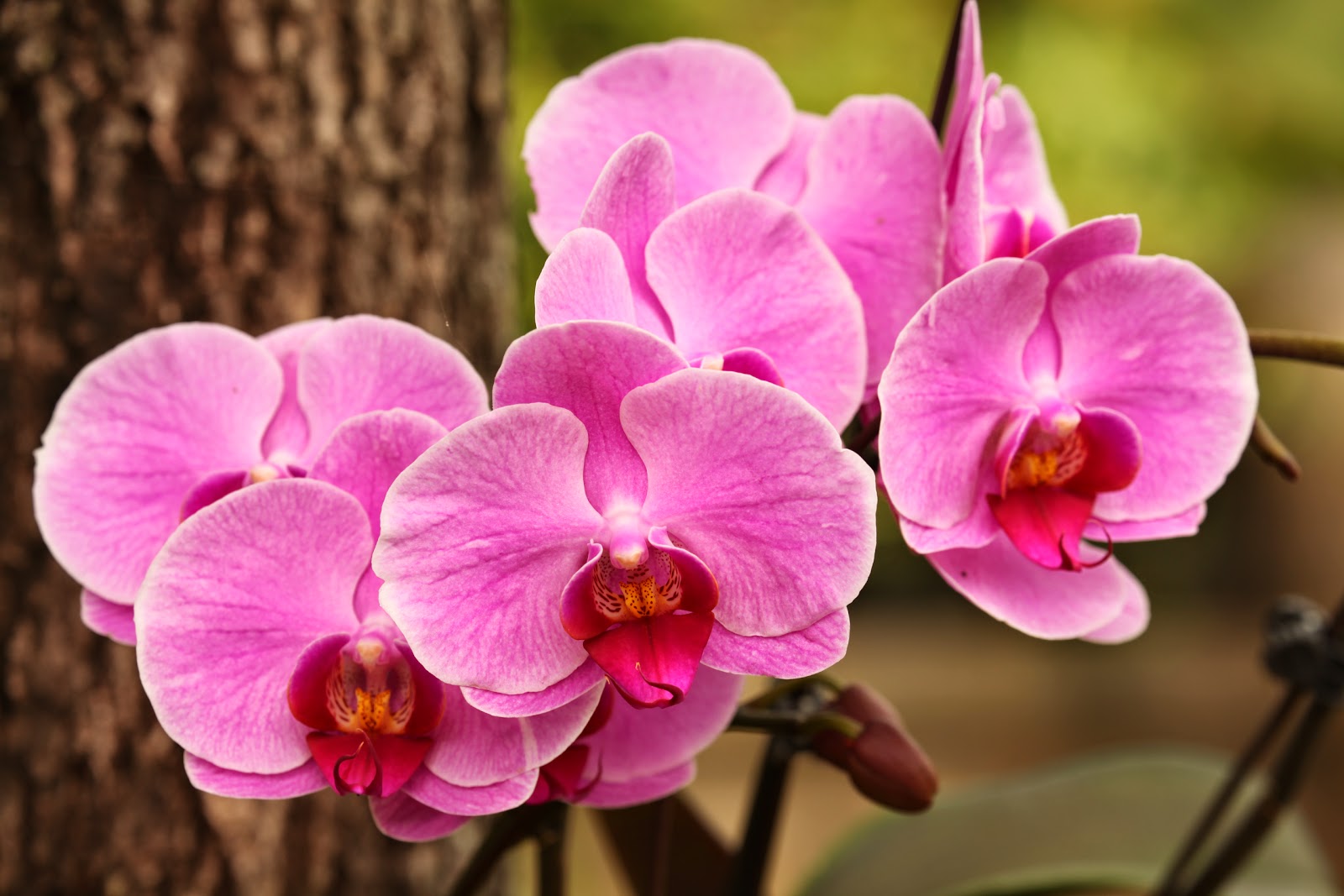 雅緻蝶舞-蝴蝶蘭