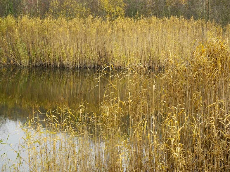 Urban and Post-Industrial Nature: Winlaton Mill - from iron foundry and ...