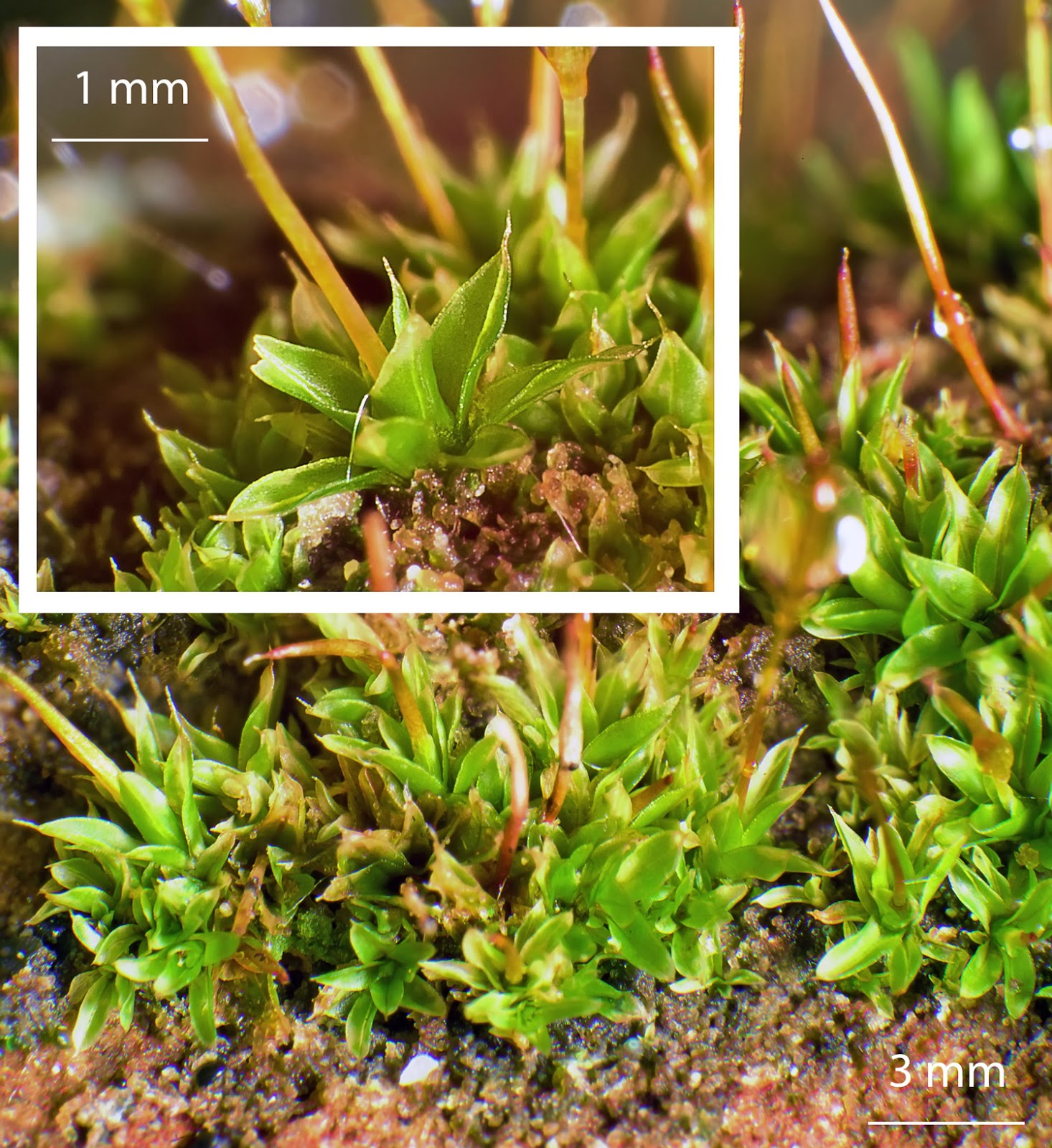 Proyecto Musgo: Tortula marginata