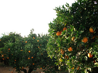 FRUTAS SANSUMA: Nuestros naranjos más antiguos