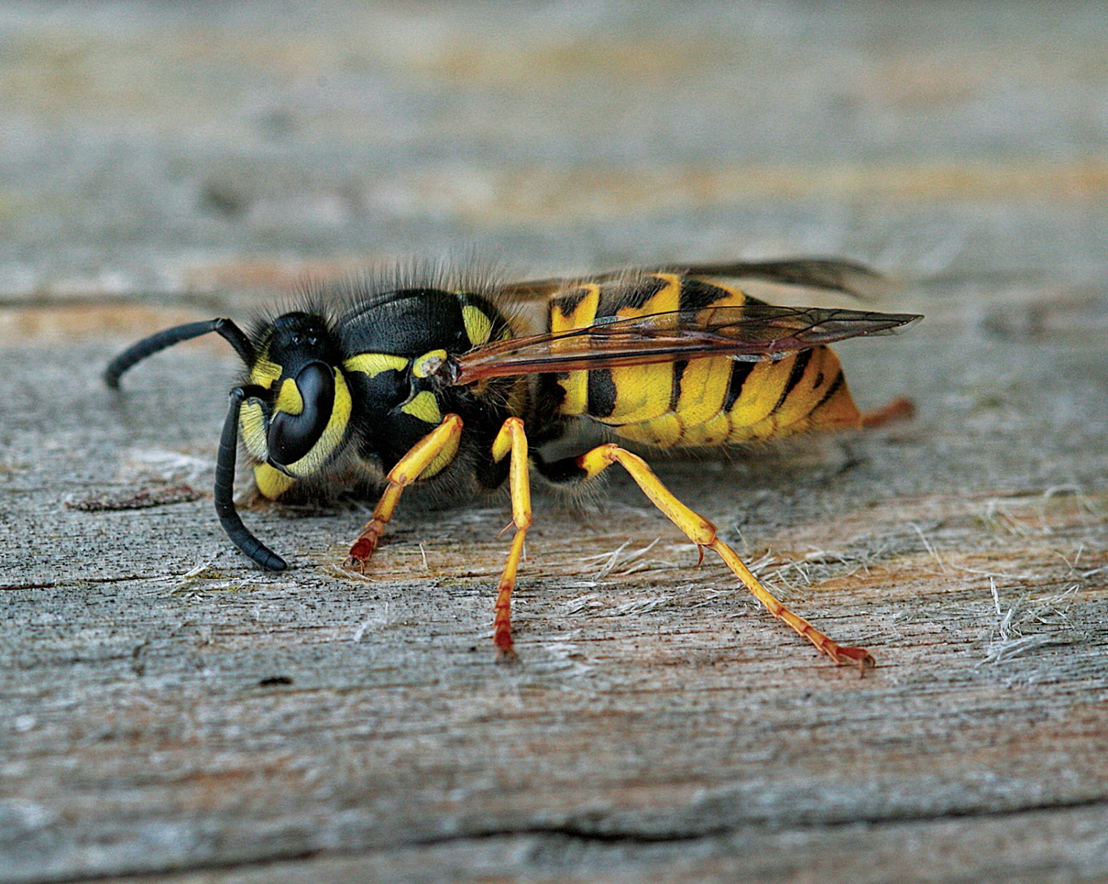 The Gray Gallery / Nature through the lens: Wasp (Vespula vulgaris) The Gray Gallery / Nature through the lens: Wasp (Vespula vulgaris)