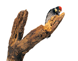 Funny photo: wood cutter birds wallpaper