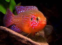African Jewelfish, Diet, Reproduction, pH Requirements | African ...