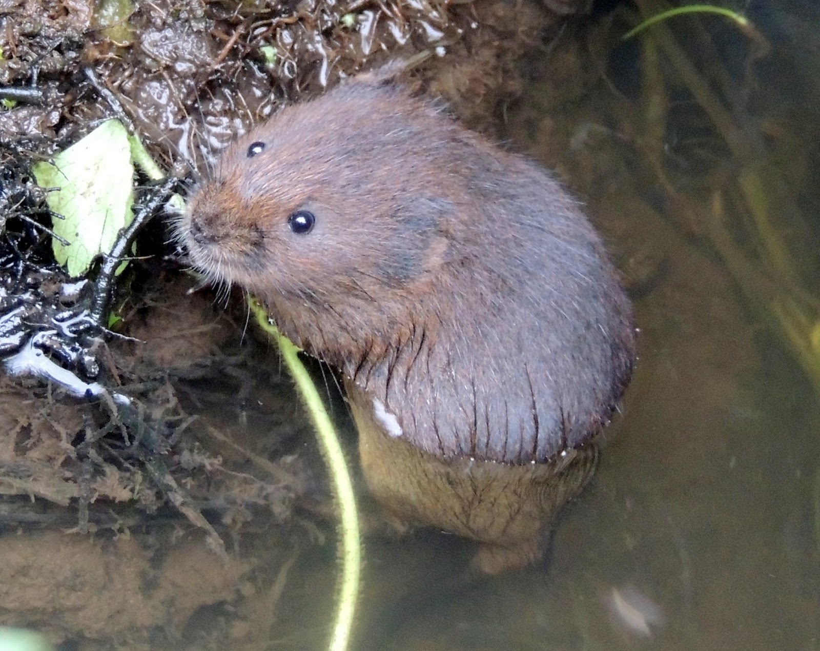 About a Brook: Time to review Water Vole Buffer Zones?