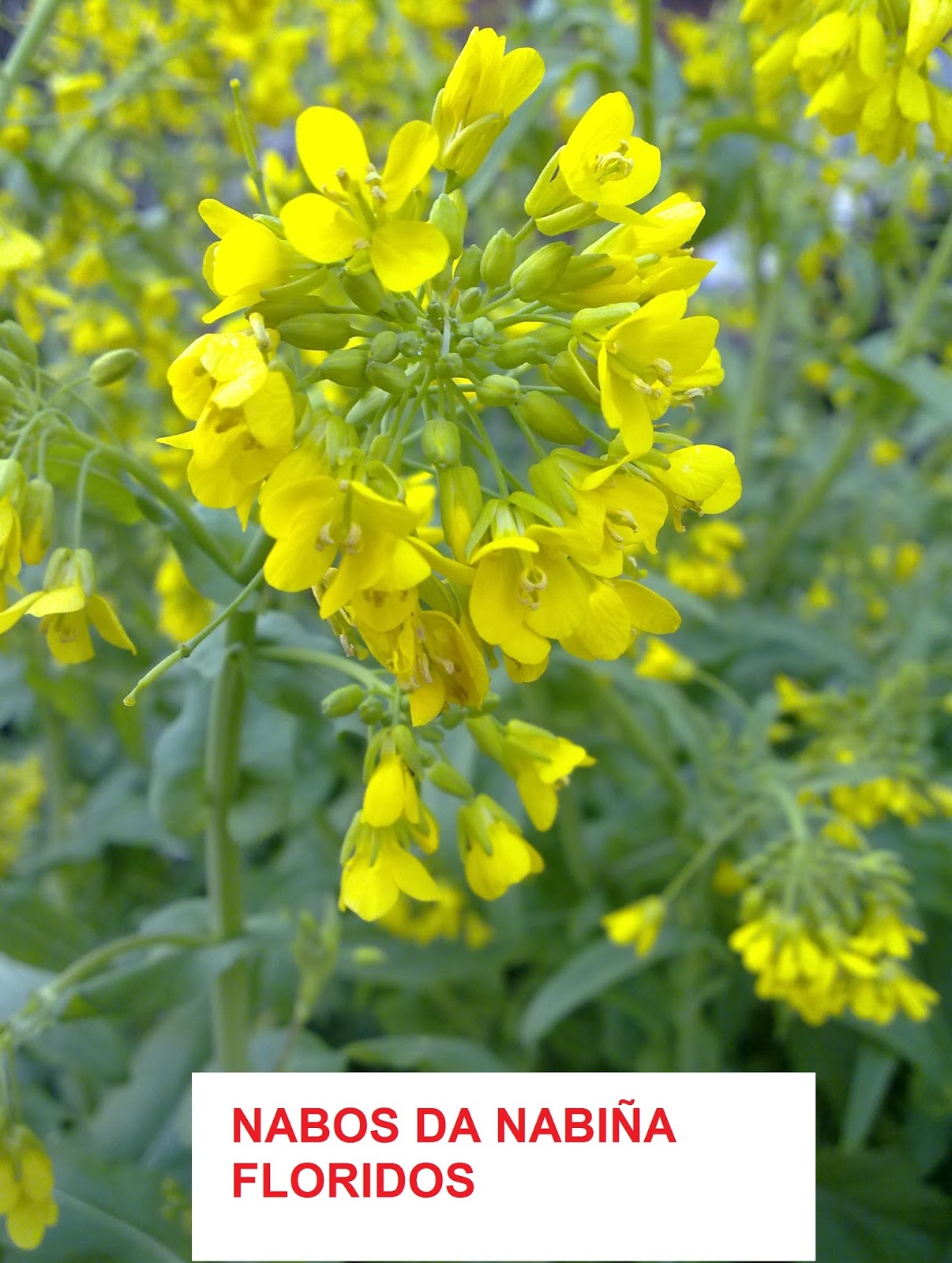 MILLARES (Baleira-Lugo)