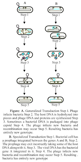 REPRODUCTION OF BACTERIA - VEGETATIVE, ASEXUAL, CONJUGATION ...