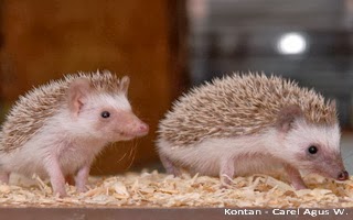 landak mini untuk pemula