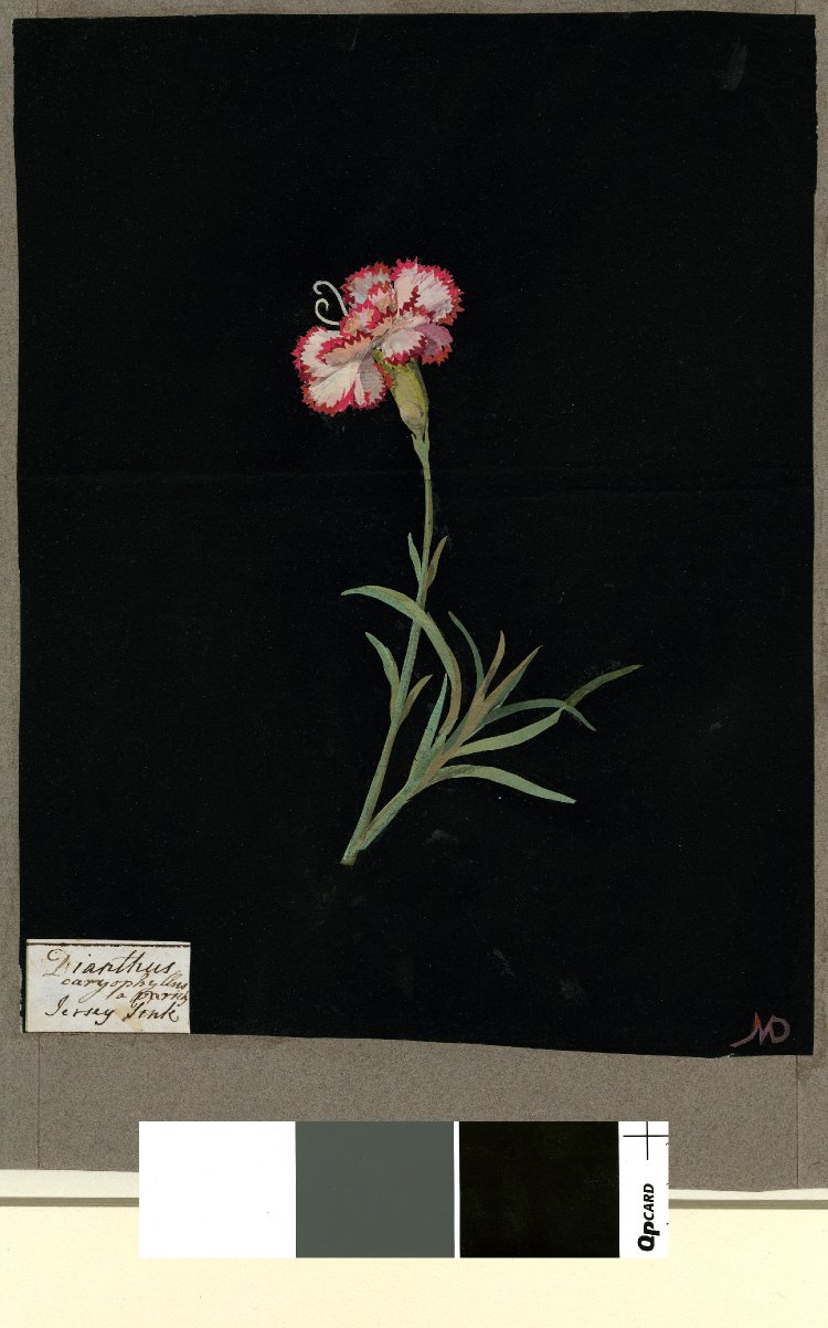 nickyskye meanderings: Mary Delany, collage artist of flowers in the 1700's