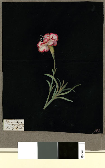 nickyskye meanderings: Mary Delany, collage artist of flowers in the 1700's