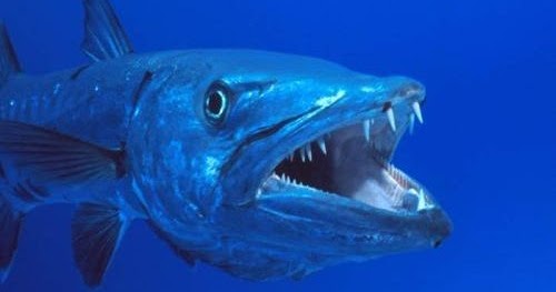 IKAN BARAKUDA ~ Everything About Fish