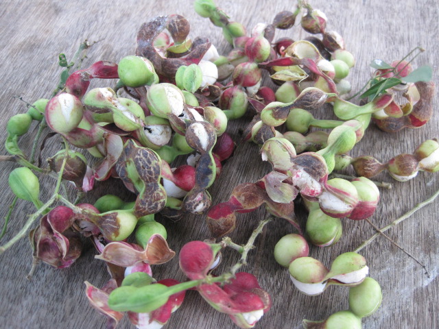 Pinaynanay/food lovers: KAMATSILE ANTIDIEBETIC HERBAL FRUIT