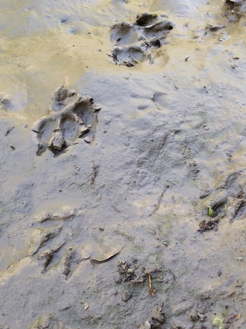 Texas Master Naturalist Brazos Valley Chapter: Animal Tracks: Past and ...