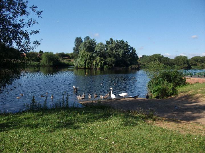 Vinnyman's Birding and Nature Blog.: Babbs Mill Nature Reserve, Kingshurst.