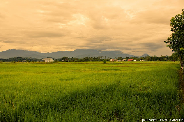 Pzul Zarien: Sawah Padi..The beauty view in Kota Belud