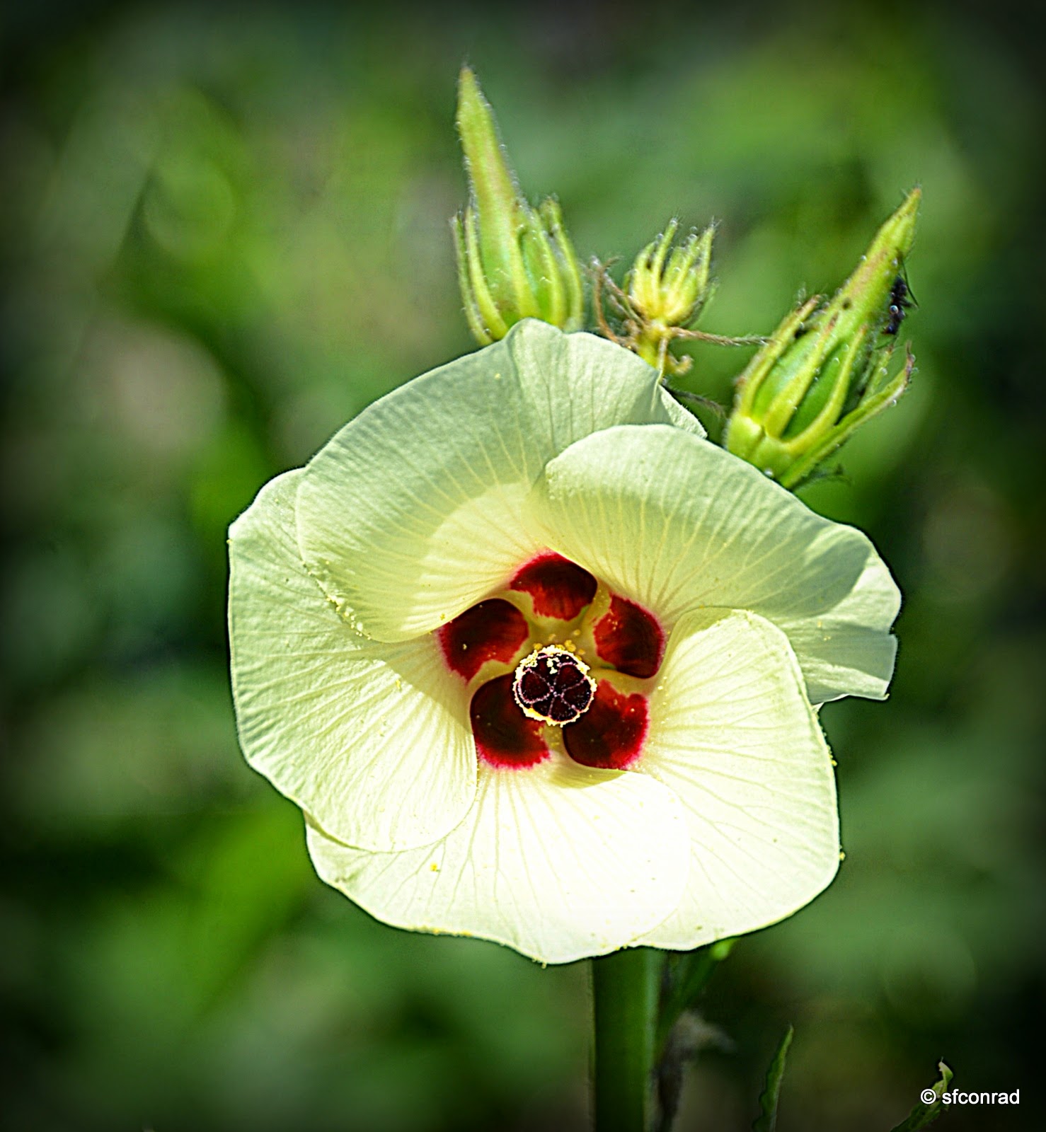 PUPPY PATHS - RVing Full-Time: Okra & Pink