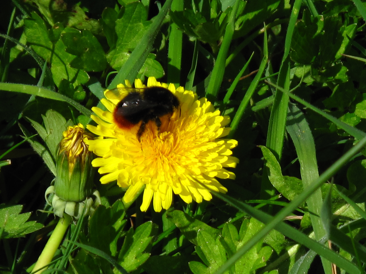 BugBlog: Dandelion bugs