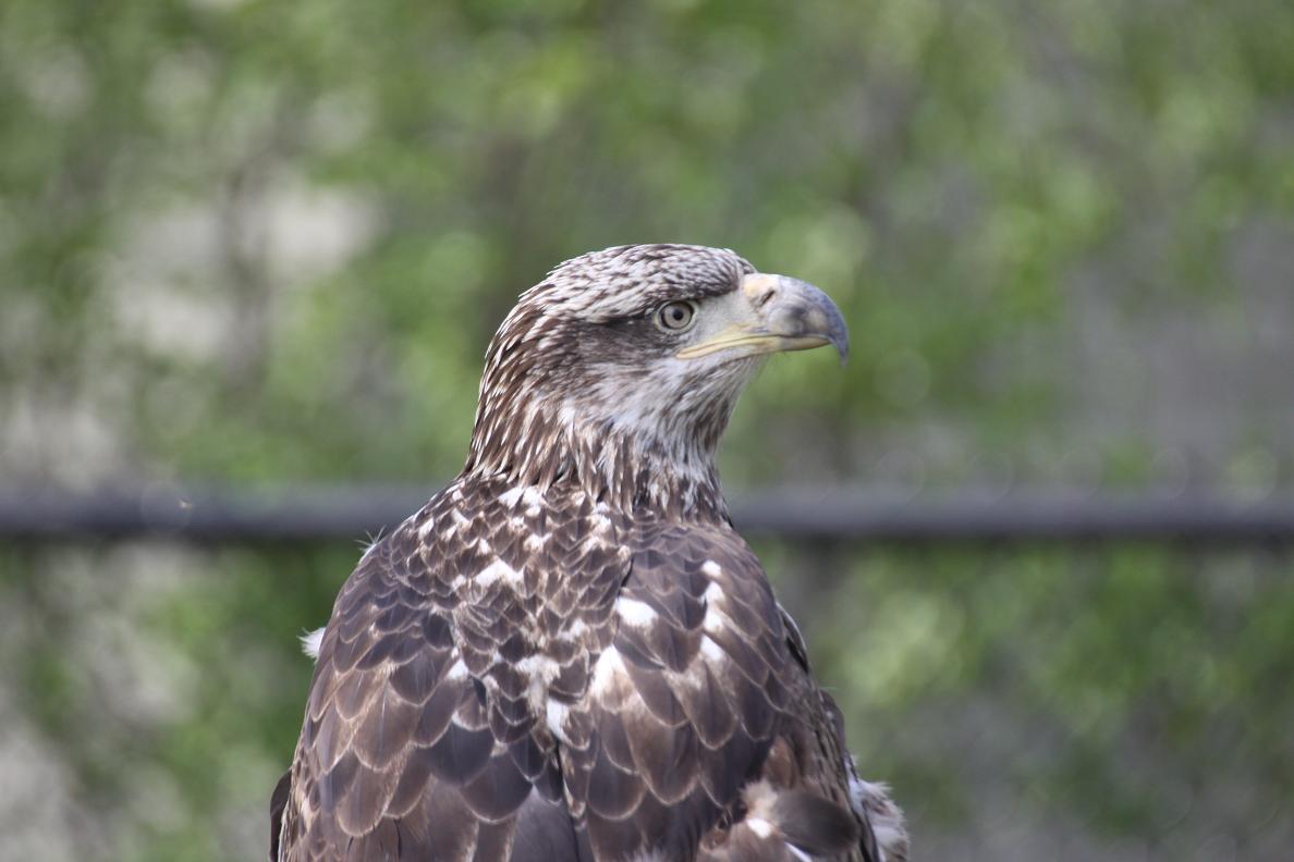 Michigan Exposures: Fauna at the Detroit Zoo