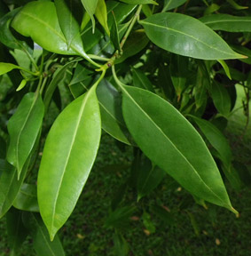 Aun's fotos' corner: The Tembusu Tree