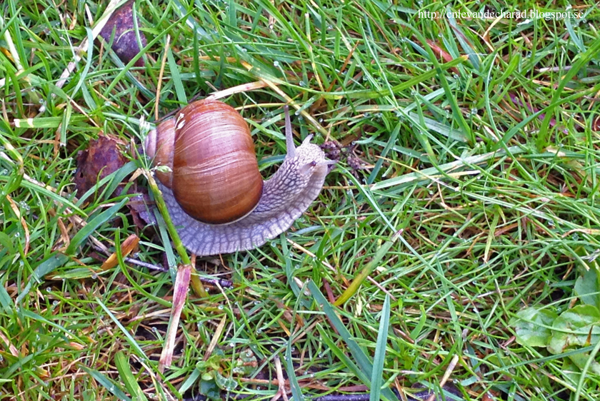 En Levande Charad: Lilla snigel akta dig