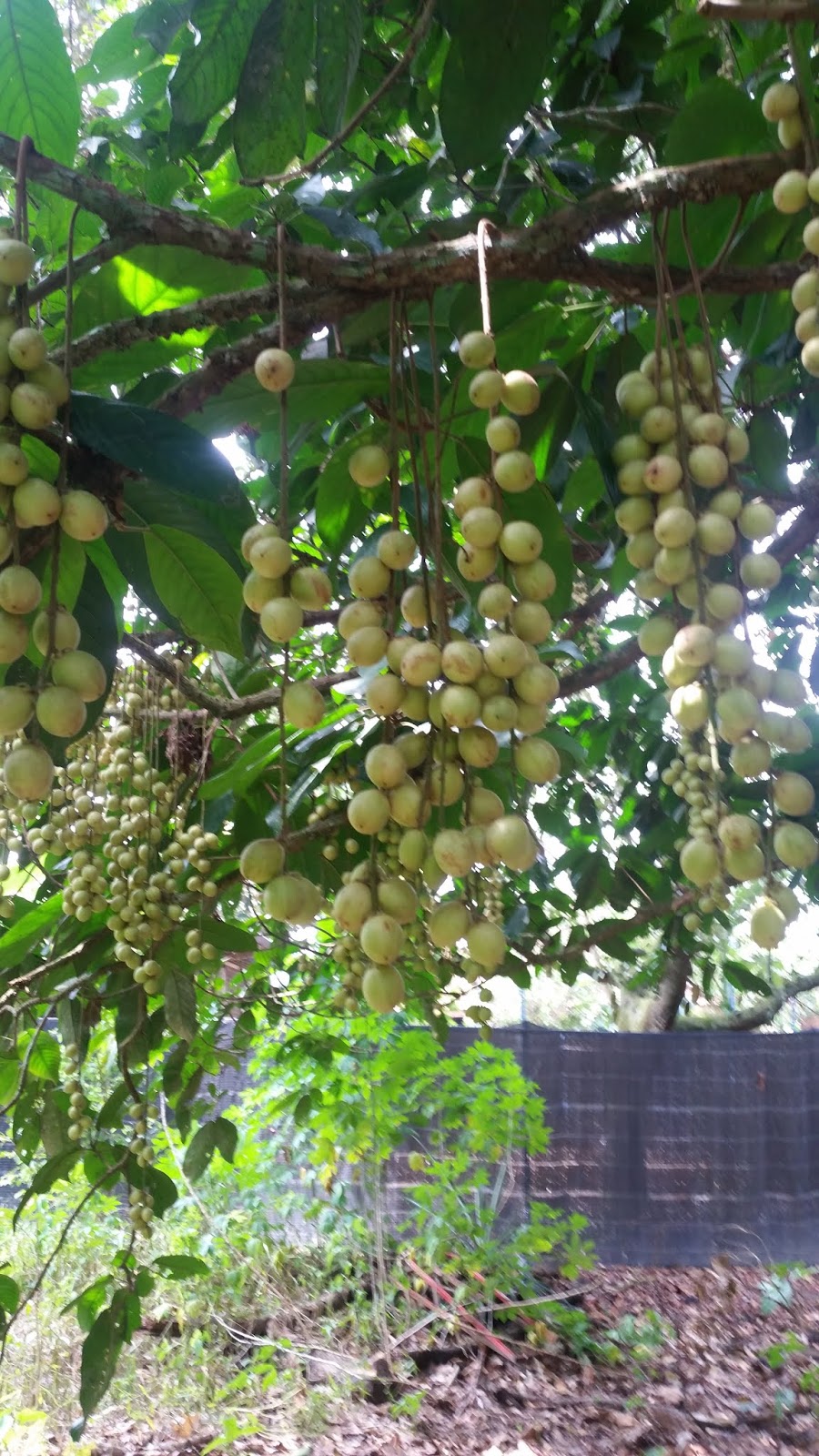 Warisan Petani: Buah Rambai.