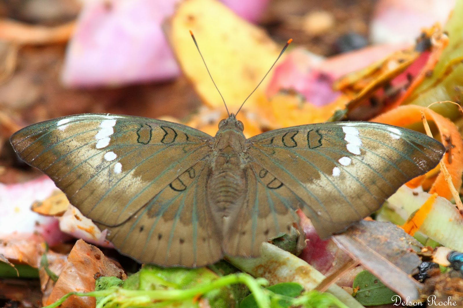 Friendly Animals: Common Baron