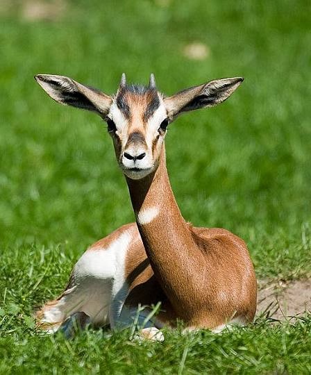 Hayvanlar Alemi 3 | BilimCELL