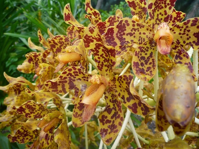 Bunga Orkid: Bunga Orkid Harimau