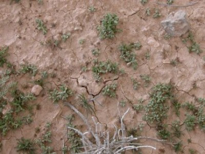 Catalogue of Organisms: Saddling the Truffles