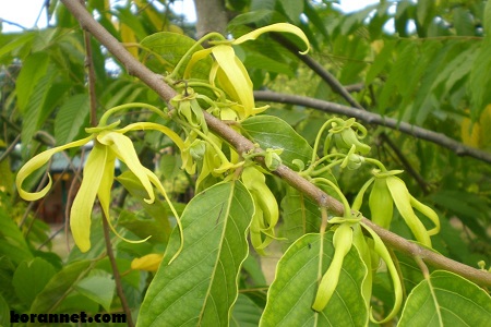 Informasi Kesehatan Alami: Manfaat Kenanga