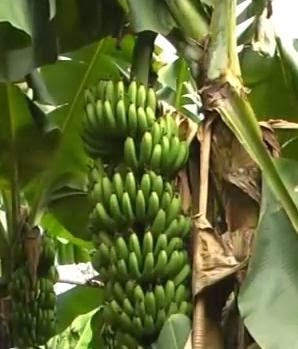 floridis: Musa acuminata (Grupa AAA) 'Cavendish'-podgrupa